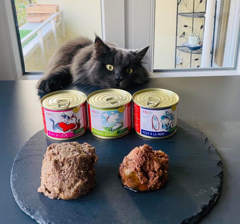 Kittenfutter - brauchen Kitten wirklich Spezialfutter? Test 2025