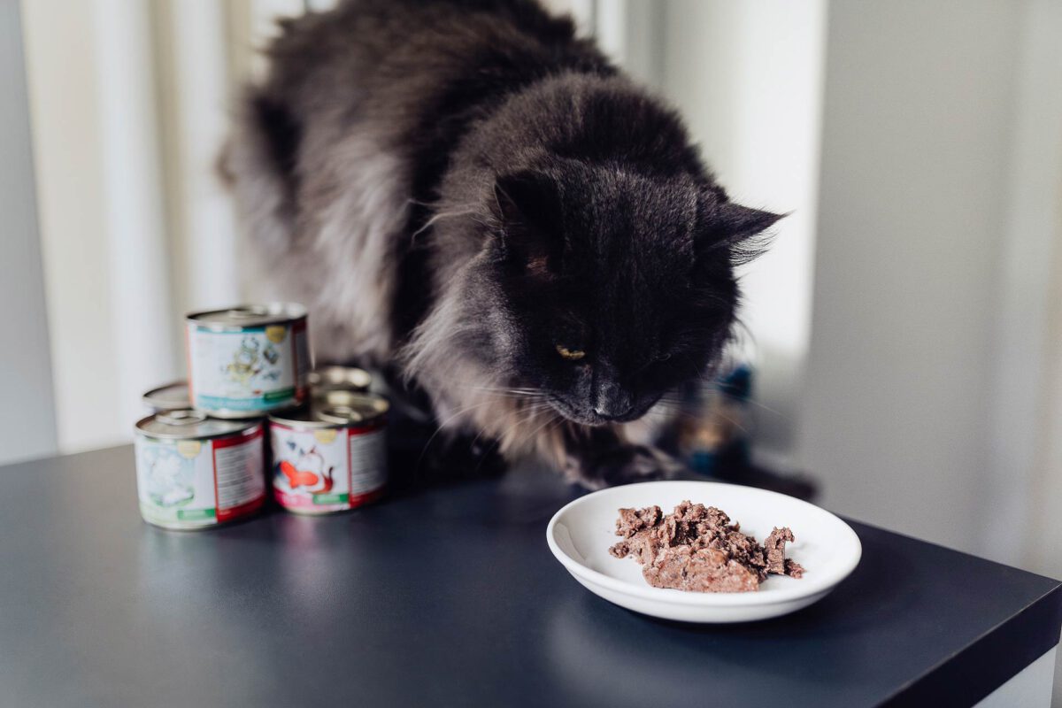 Hochwertiges Katzenfutter erkennen + Bestes Futter Liste 2026